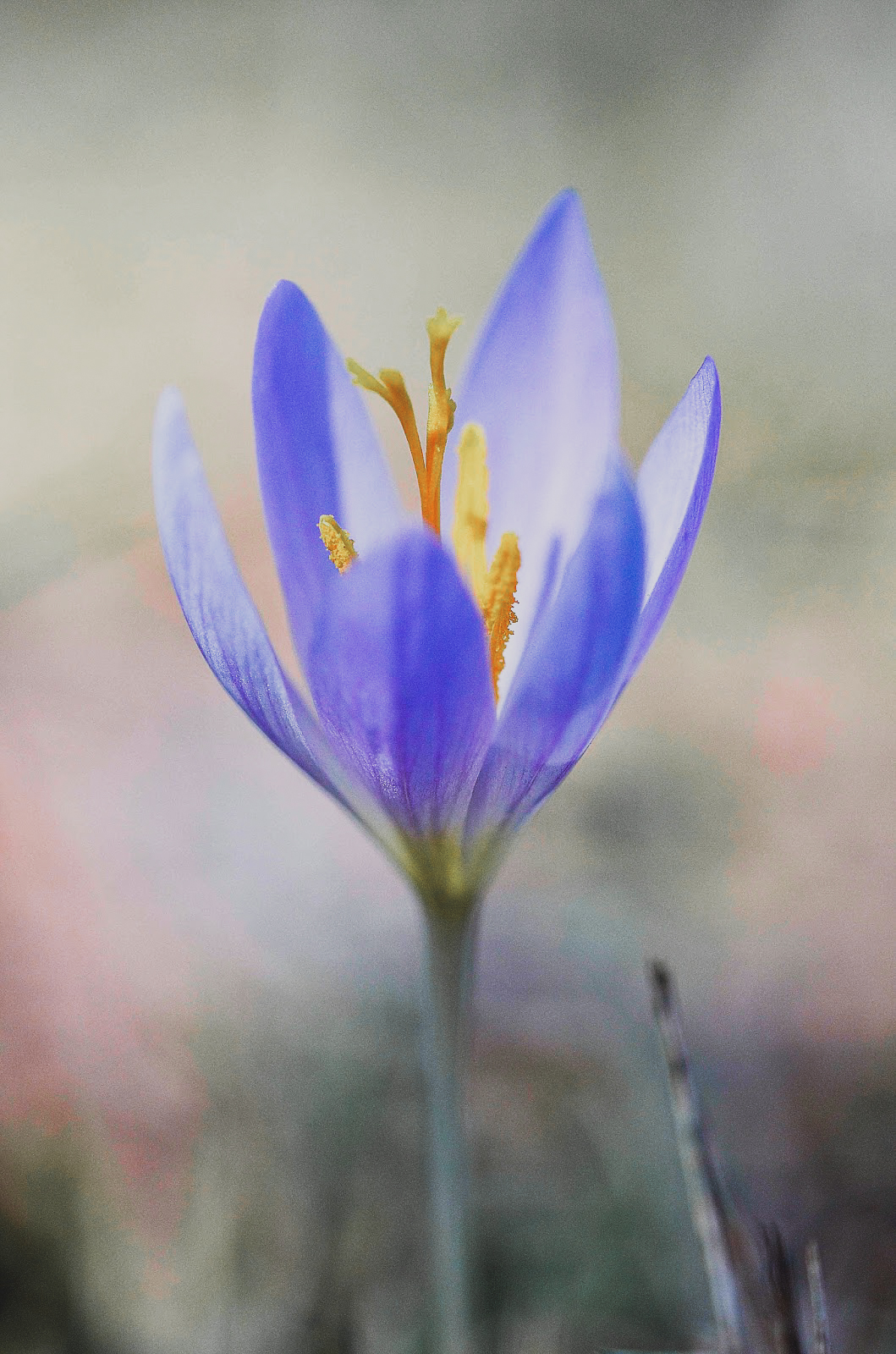 🎄 Adviento 2017, día 17 — Azafranes de reyes y pastores