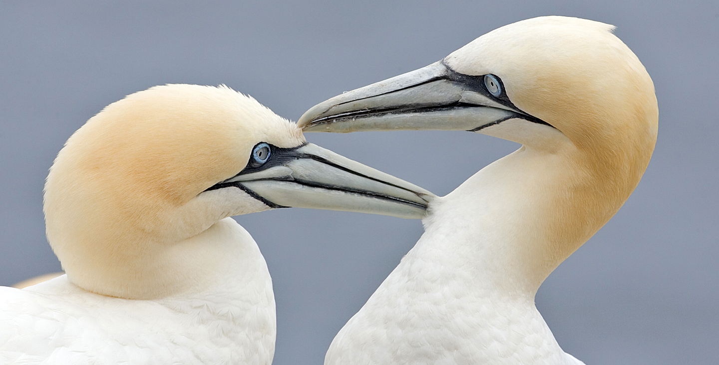 🎄 Adviento 2018, día 16 — ¿Qué es Alcatraz?