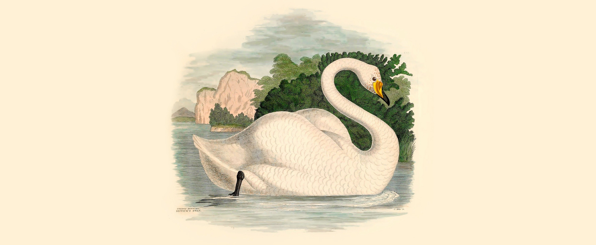 🎄 Adviento 2018, día 17 — El cisne vuela desde el Parque de Castrelos a ...