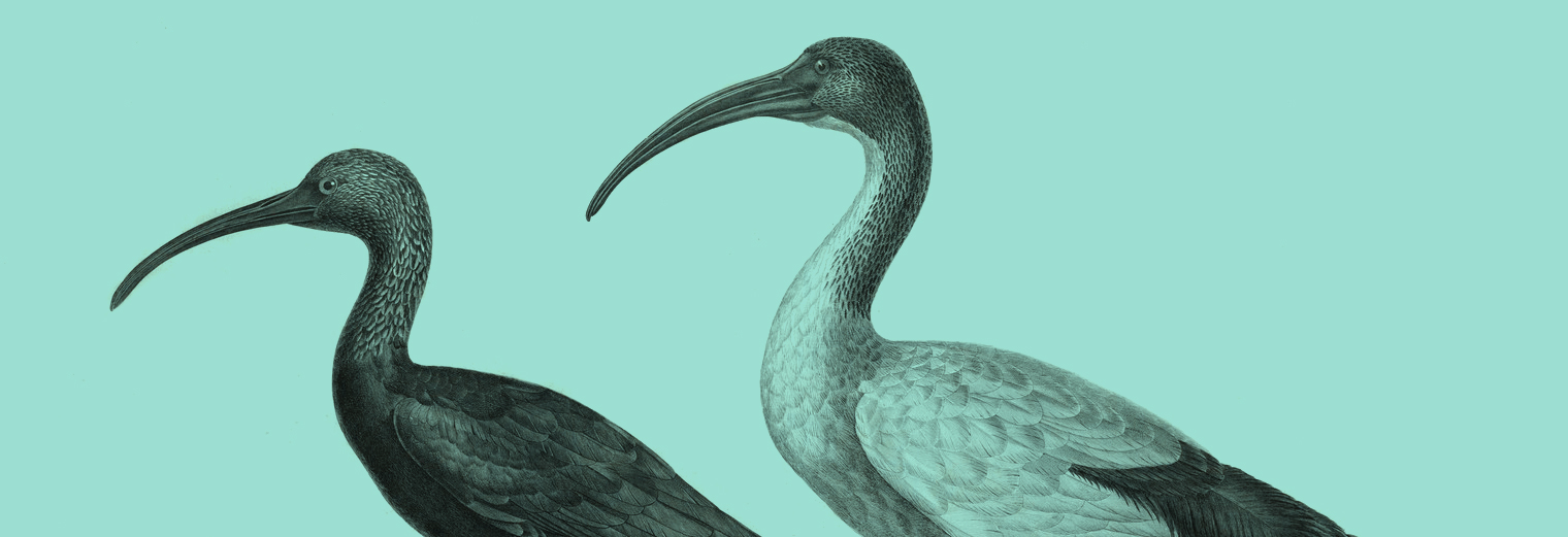 🎄 Adviento 2018, día 12 — La huida a Egipto: el Ibis